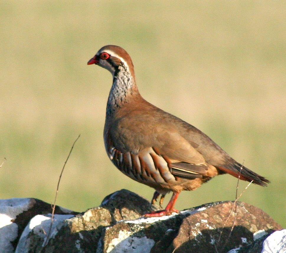 How to keep your partridges healthy - ShootHub by GunsOnPegs