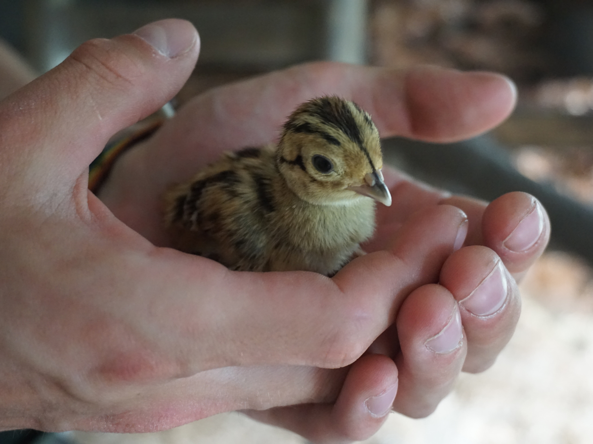 Looking back at the rearing season - ShootHub by GunsOnPegs