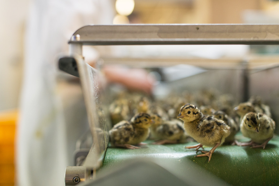 The art of hatching quality chicks - ShootHub by GunsOnPegs