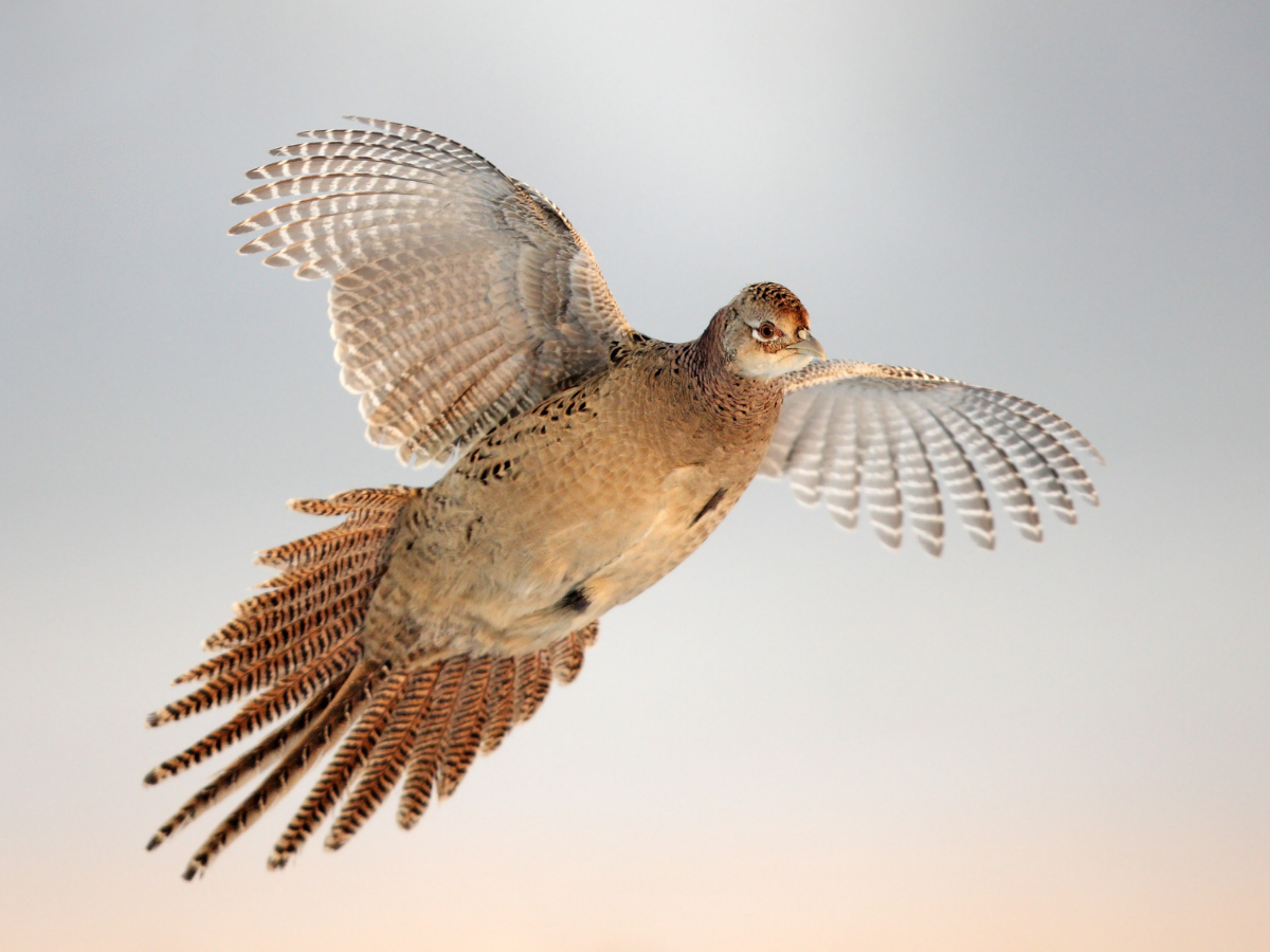 How to Prevent Heat Stress in Game Birds: Vet Advice for Hot Weather ...
